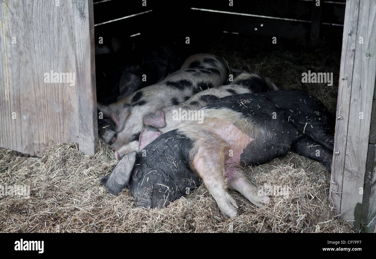Gloucestershire Old Spot Sow asleep with piglets in pigsty on English ...