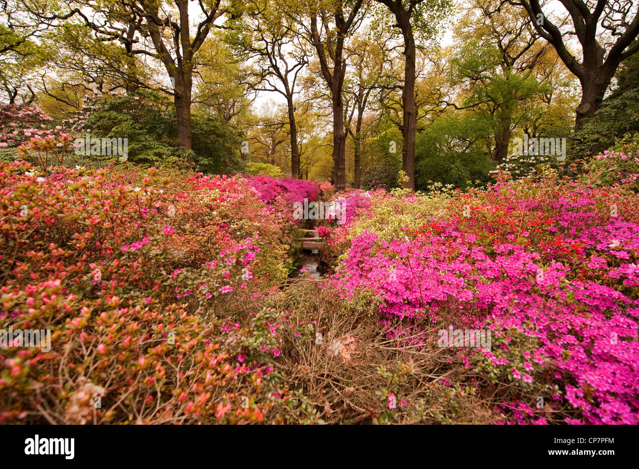 Azaleas in bloom at Richmond Park in London Stock Photo - Alamy