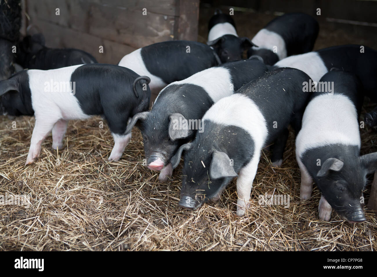 Gloucester black spot pig hi-res stock photography and images - Alamy