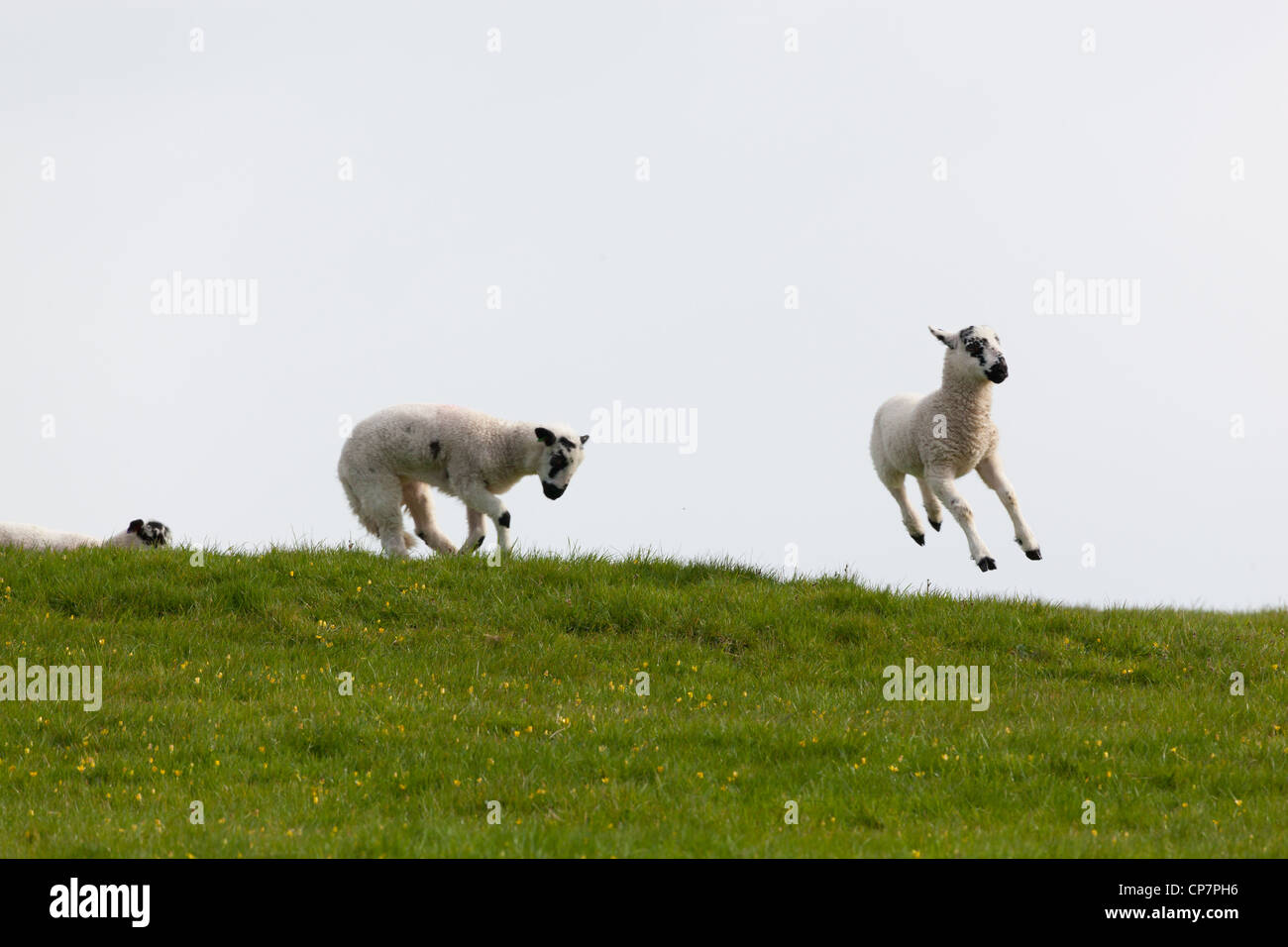 Leaping sheep hi-res stock photography and images - Alamy