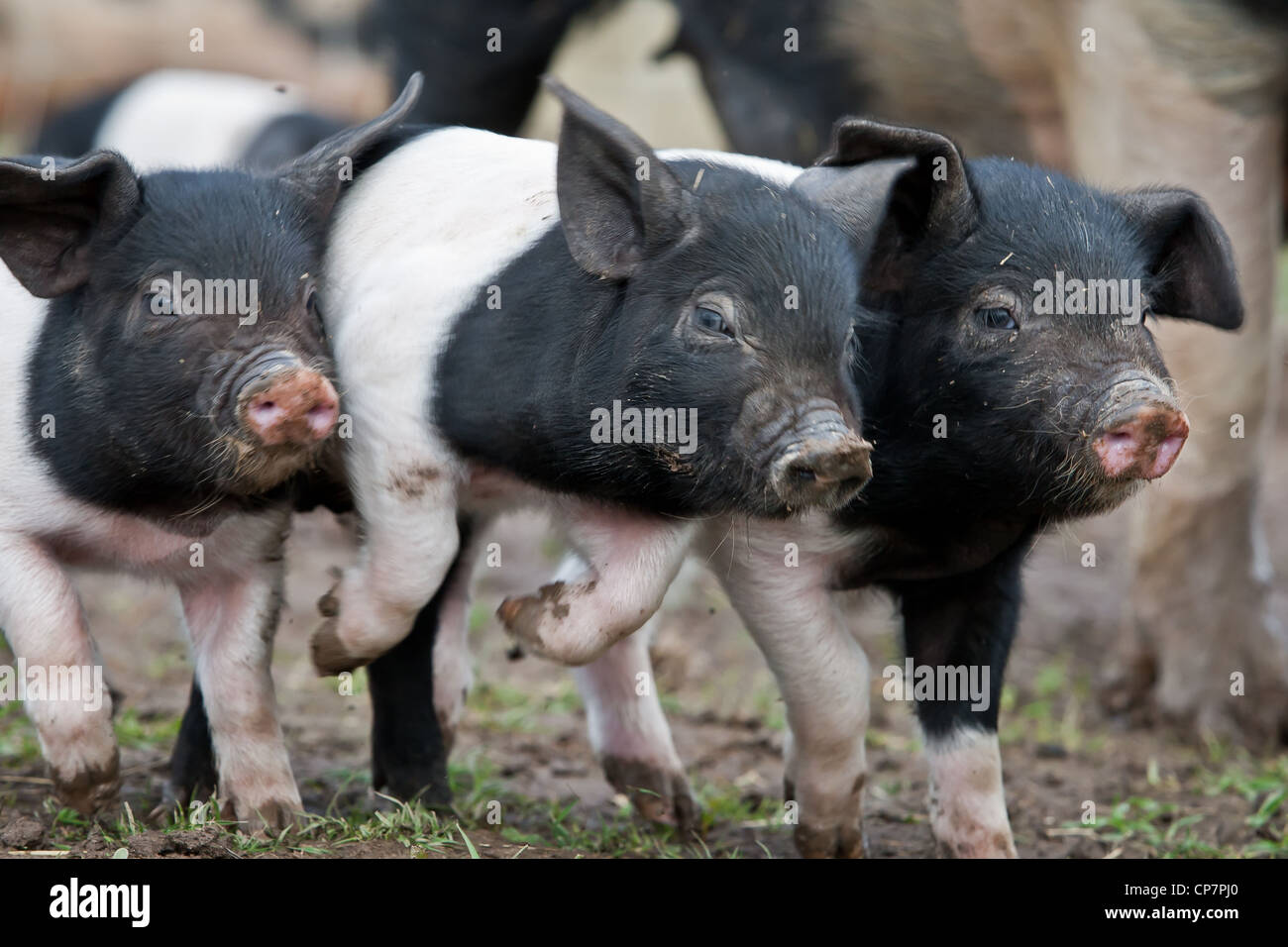 Livestock piglets hi-res stock photography and images - Alamy