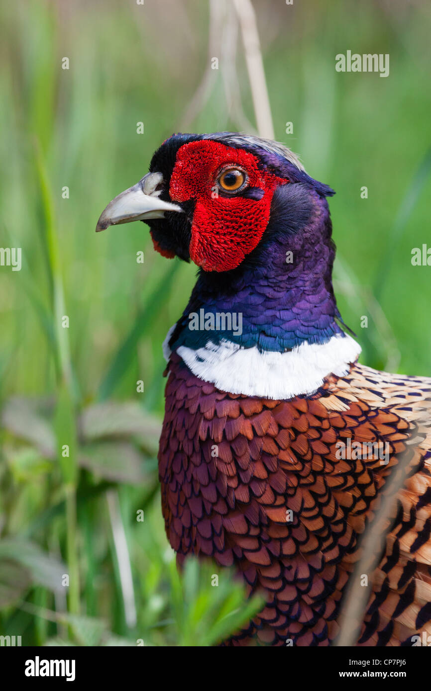 Male Pheasant head portrait in spring grass Stock Photo - Alamy