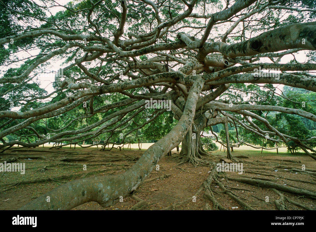 Sri Lanka, Kandy, Botanical Garden, Giant Javan Fig tree Stock Photo ...