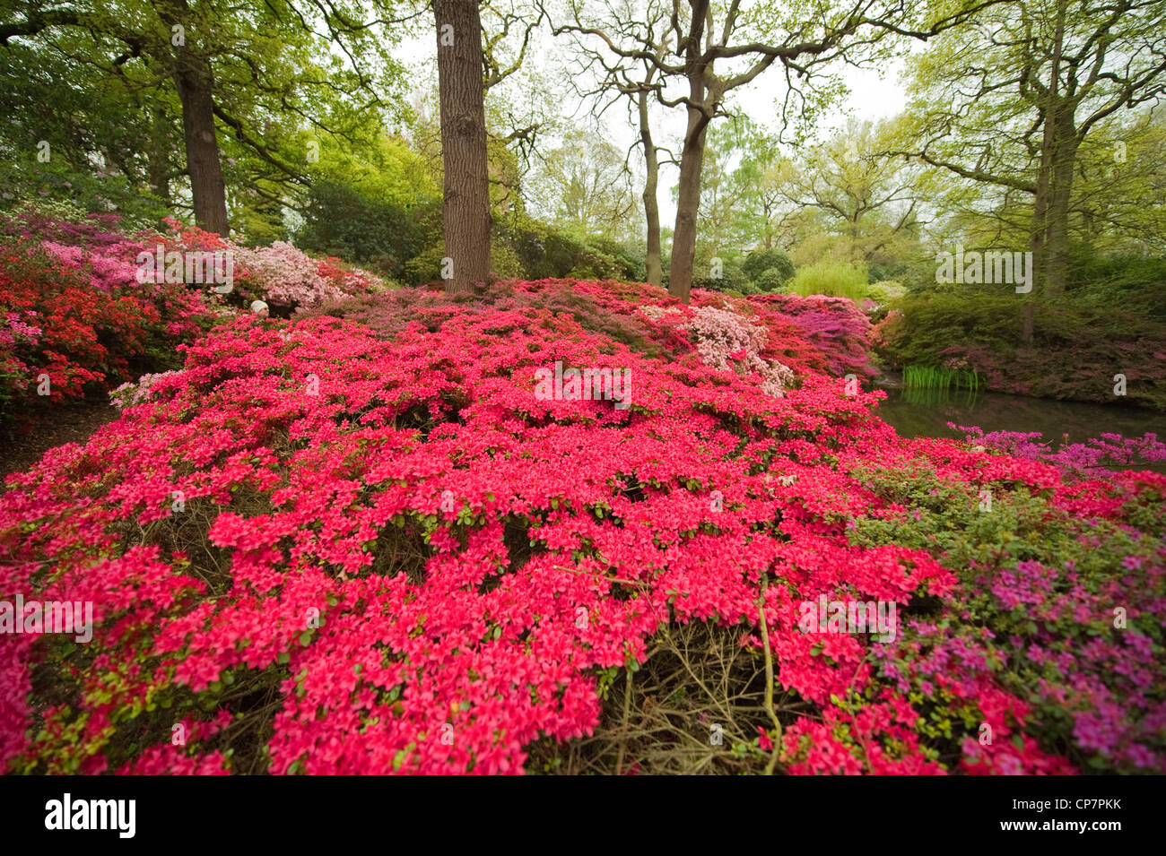Azaleas in bloom at Richmond Park in London Stock Photo - Alamy