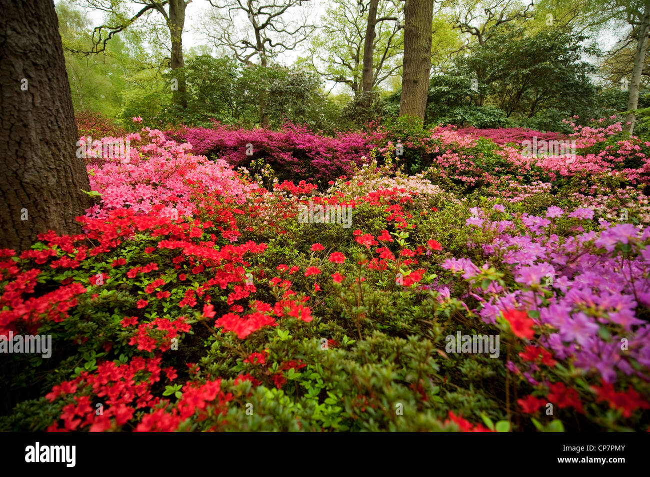 Azaleas in bloom at Richmond Park in London Stock Photo - Alamy