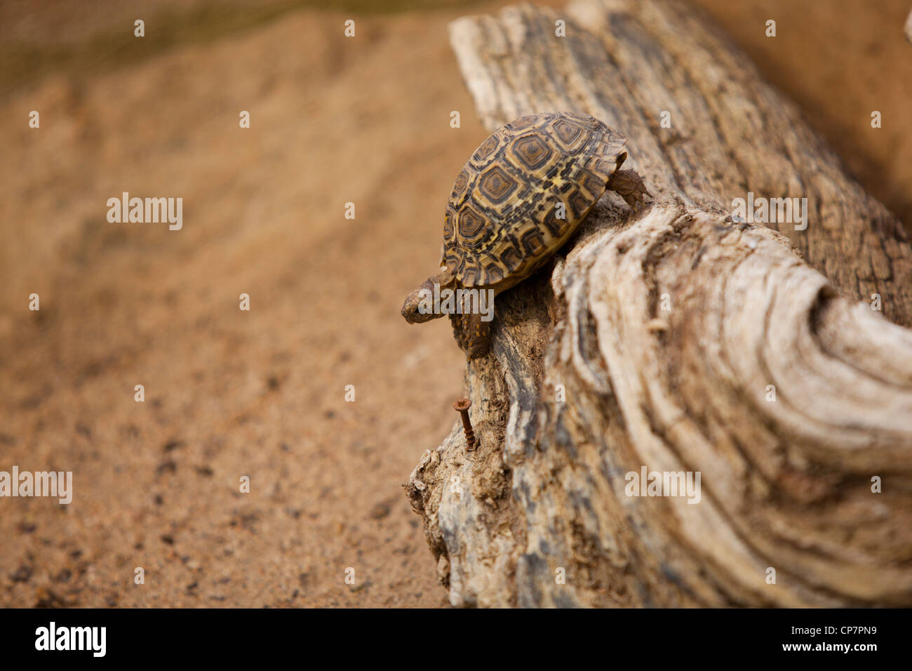 A small tortoise climbing slowly over a log at Klapmuts, South Africa ...