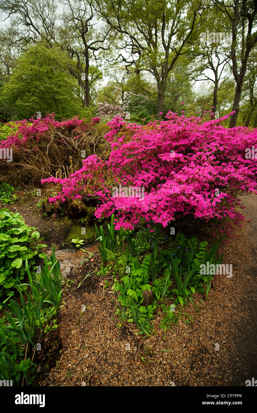 Azaleas in bloom at Richmond Park in London Stock Photo - Alamy