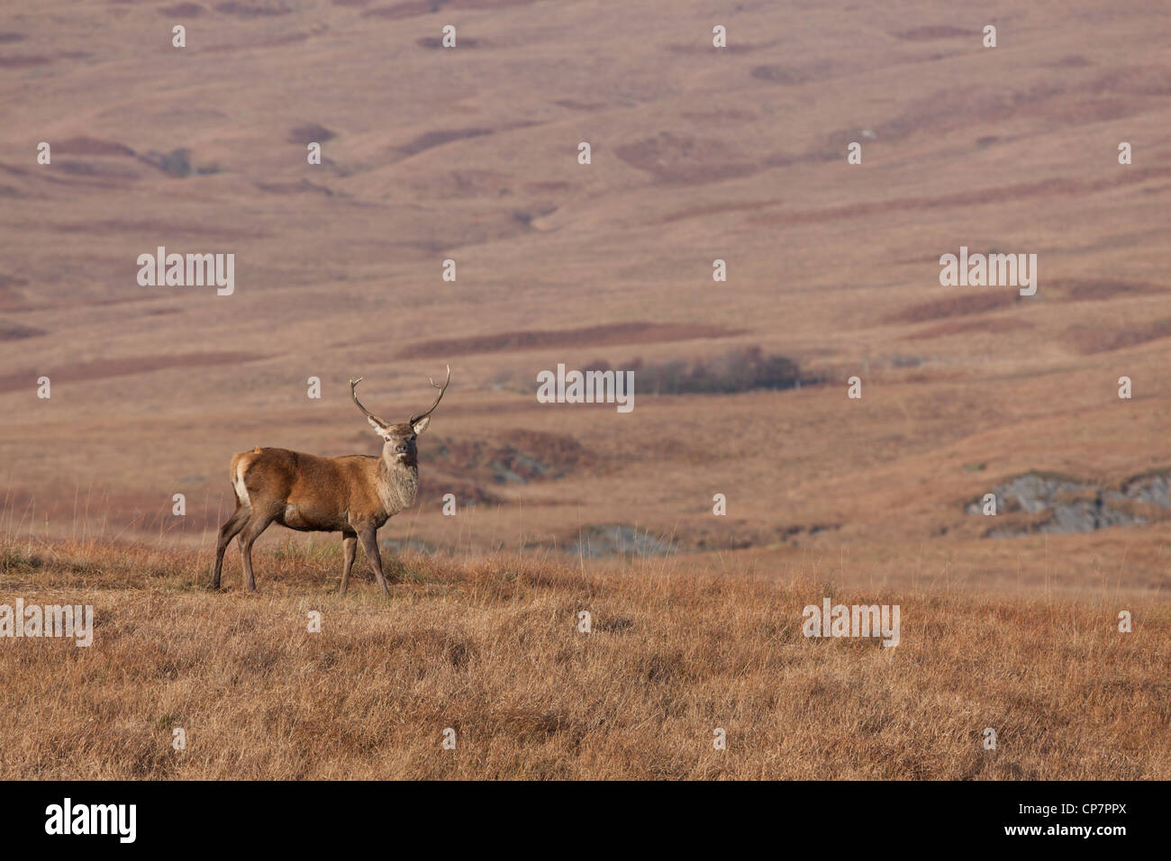 Red stag deer scotland heather hi-res stock photography and images - Alamy