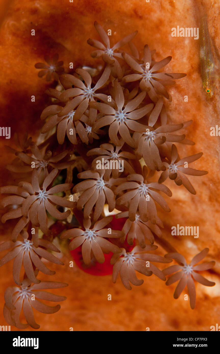 Porifera sulawesi timeidae underwater barrel sponge hi-res stock ...