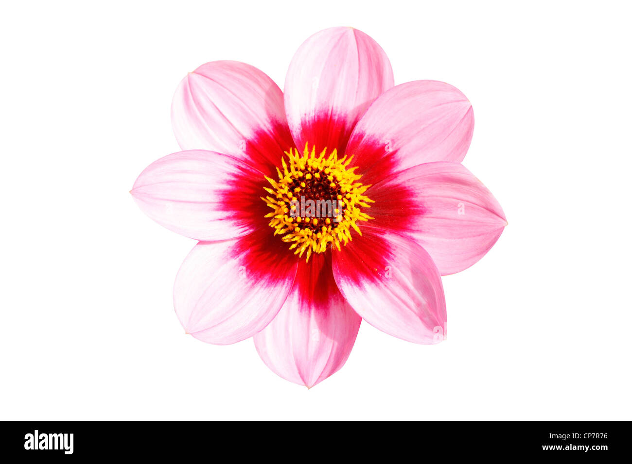 Beautiful isolated flower on white Stock Photo - Alamy