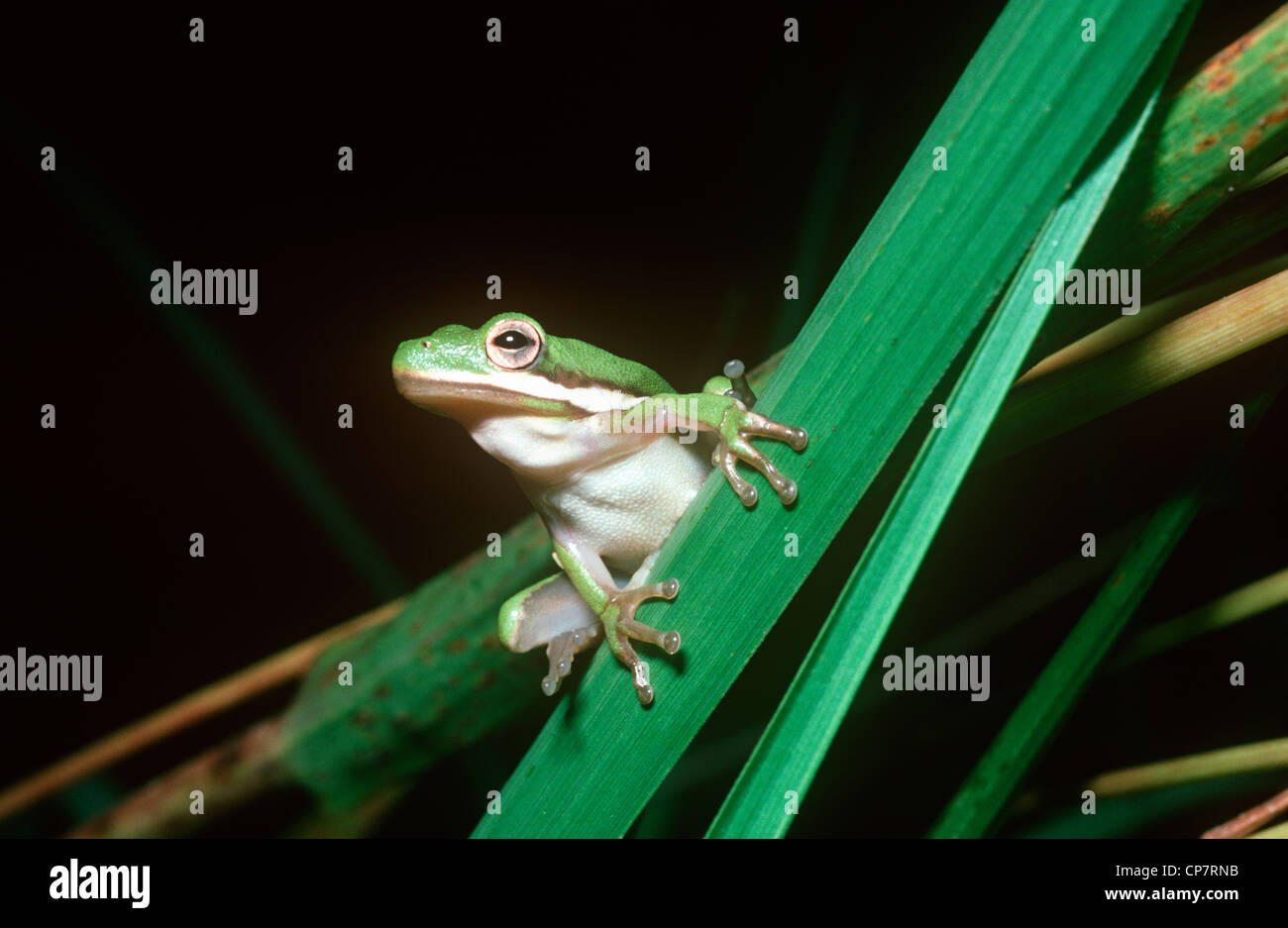 American green tree frog (Hyla cinerea: Hylidae), Georgia USA Stock ...