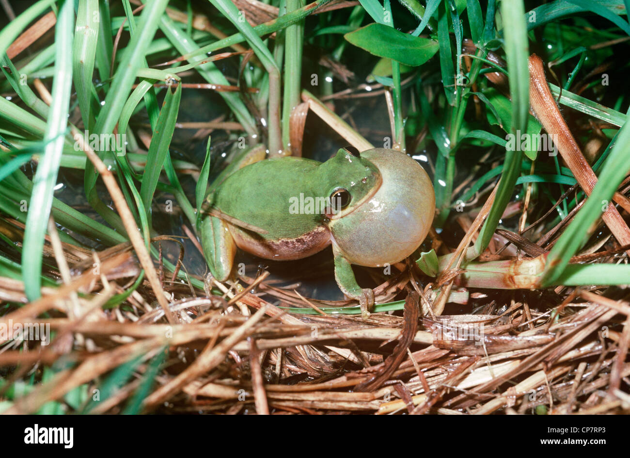 Squirrel tree frog (Hyla squirella: Hylidae) male calling at night ...