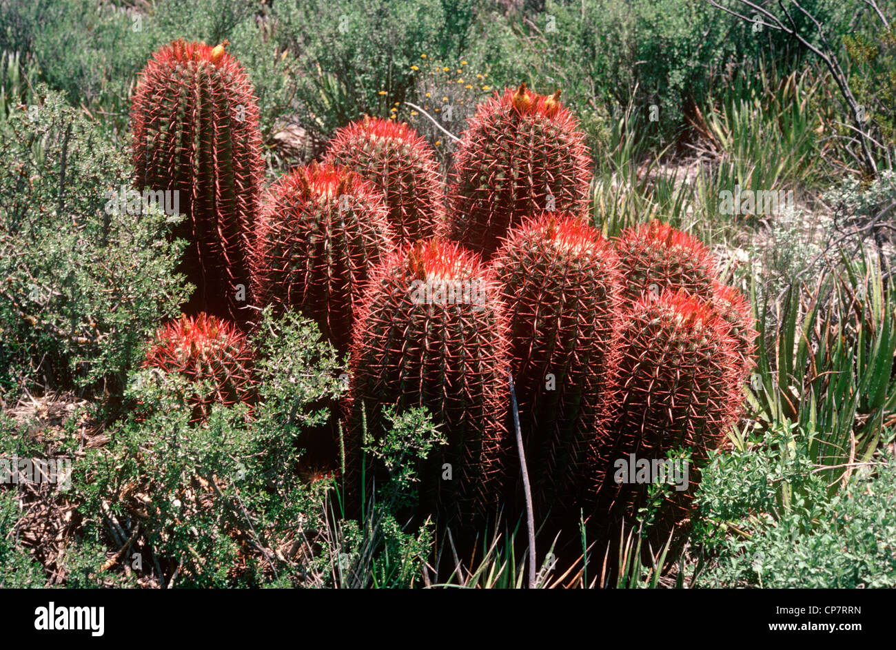 Barrel cactus (Ferocactus pilosus (= stainesii): Cactaceae) in desert ...