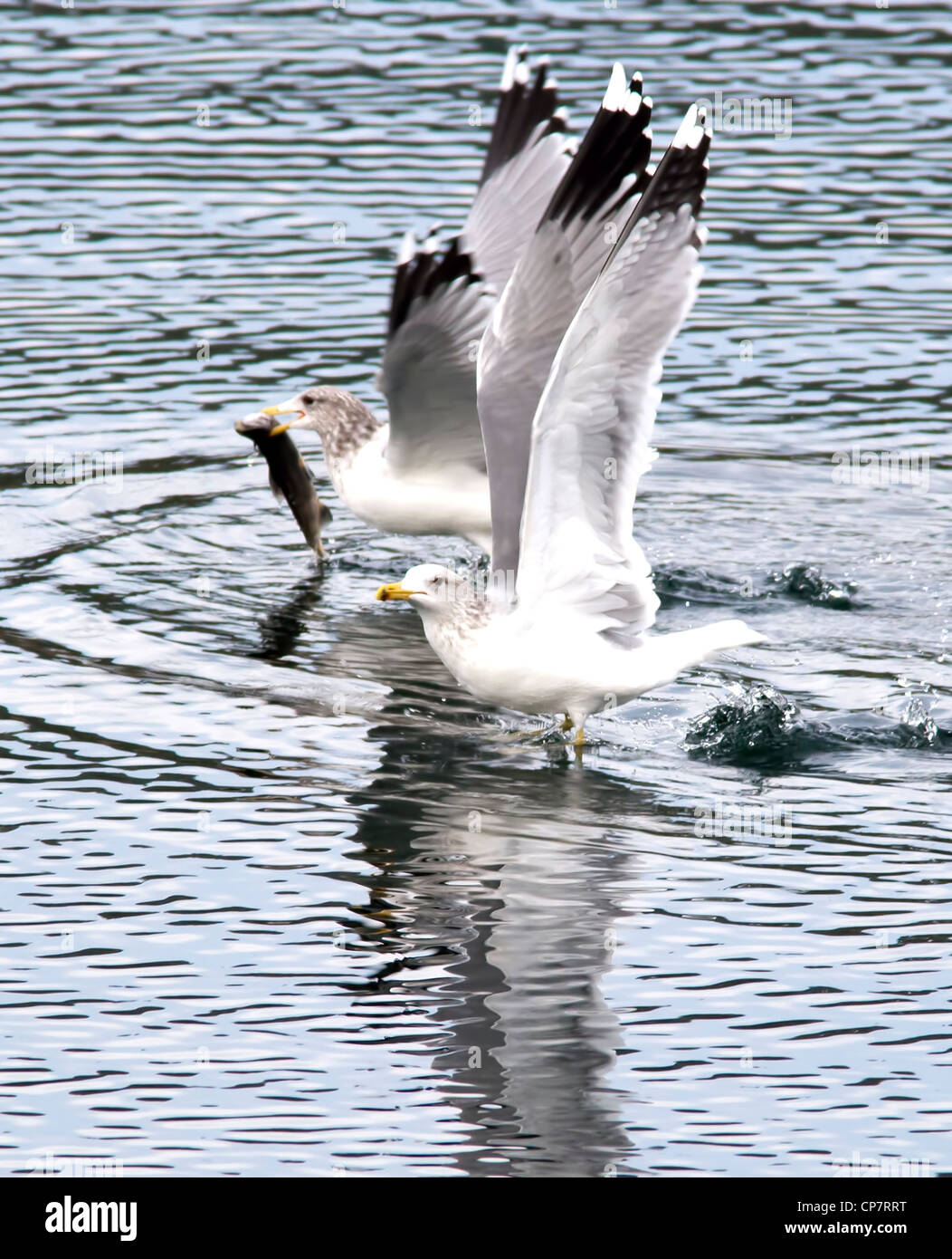 Ring billed gulls in sync Stock Photo - Alamy