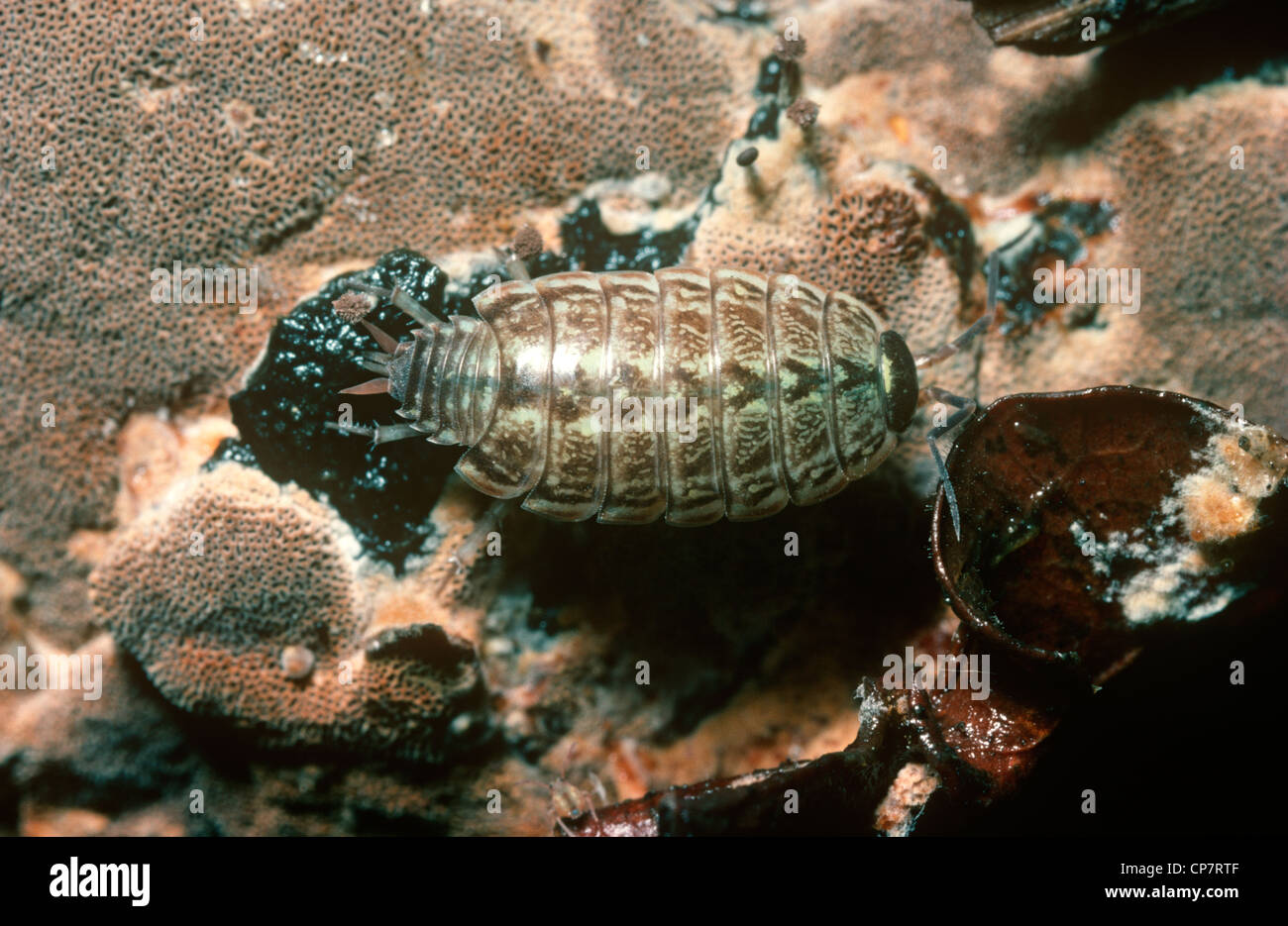 Halophilosciidae hi-res stock photography and images - Alamy