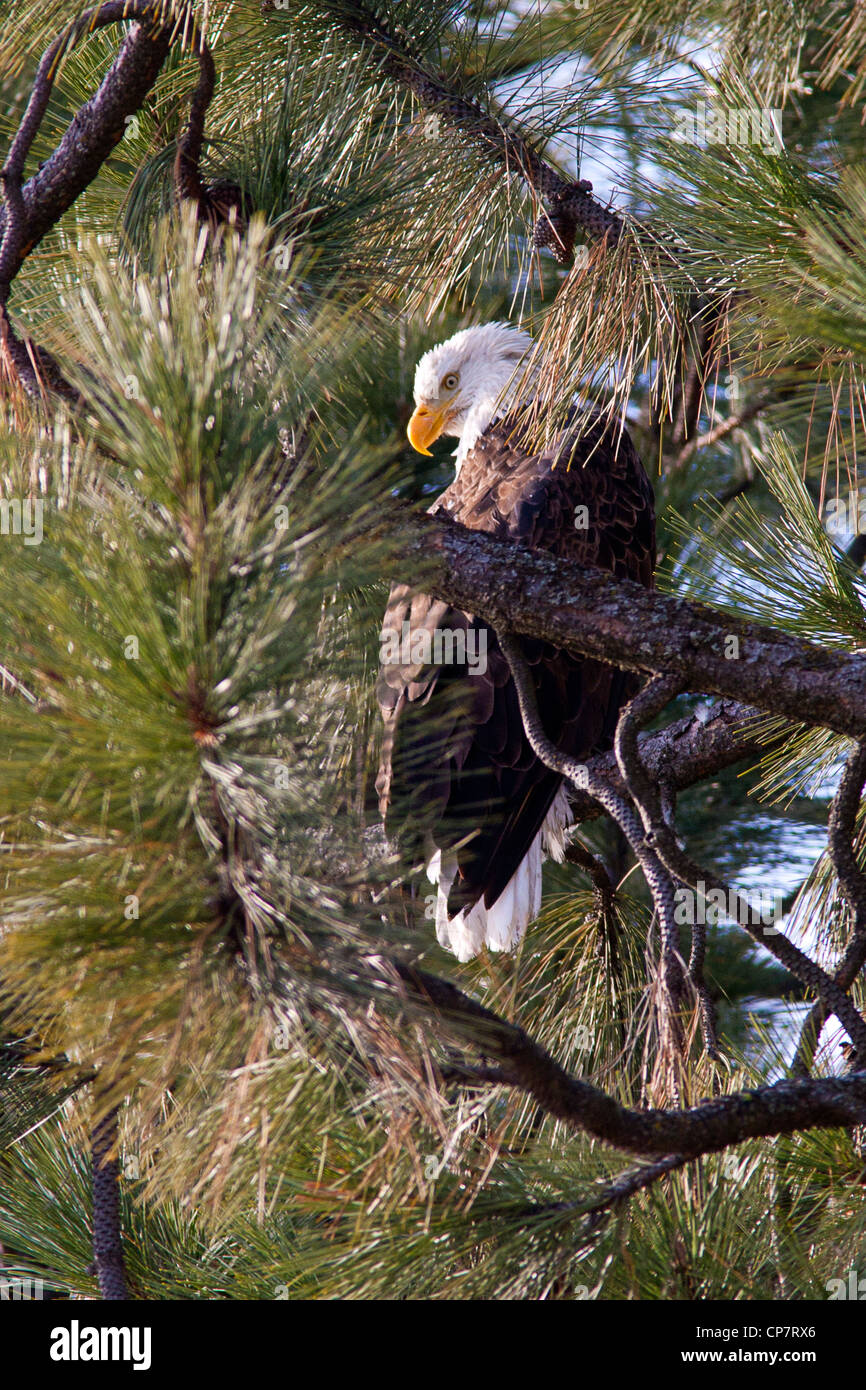Majestic raptor hi-res stock photography and images - Alamy