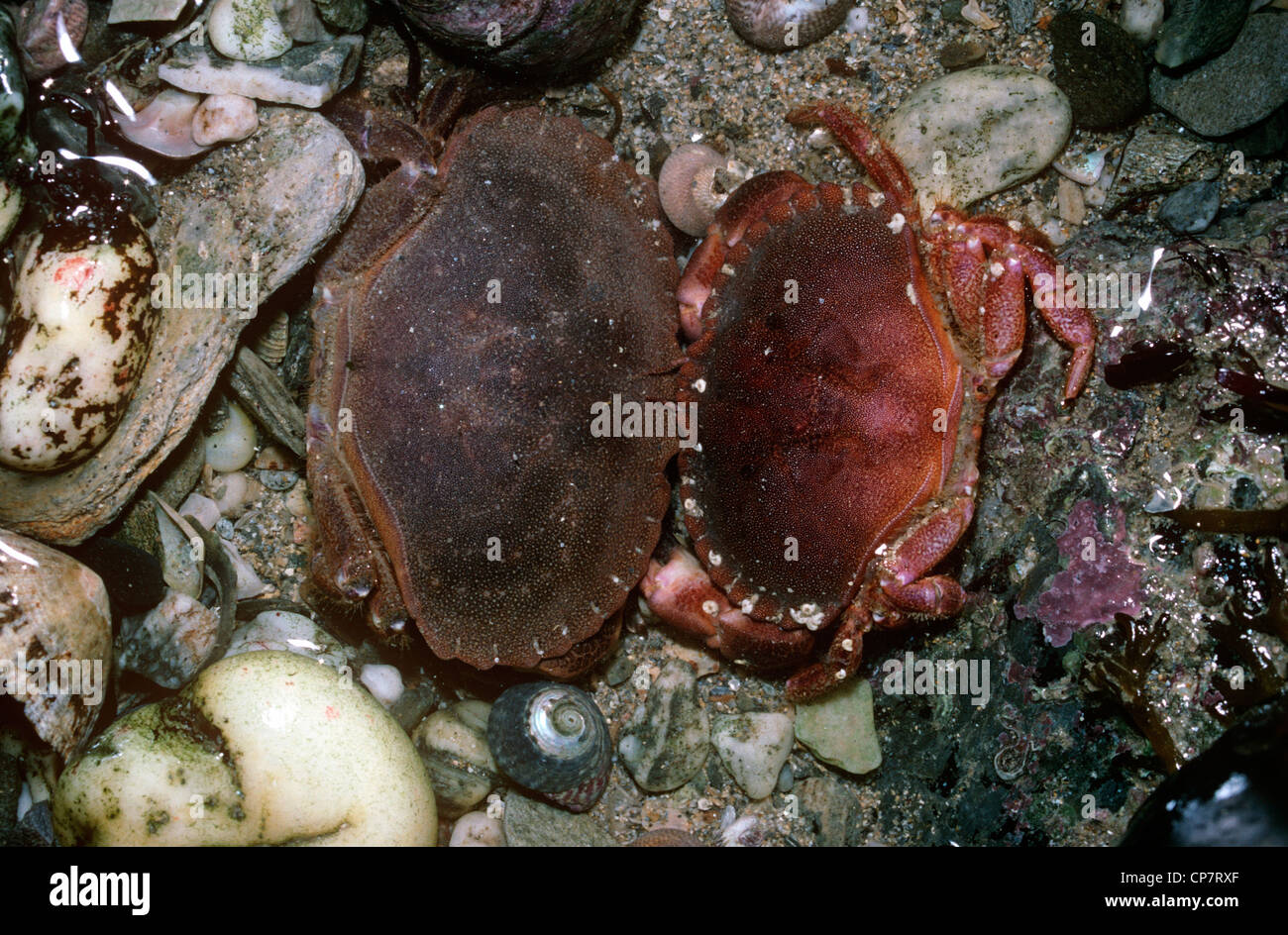 European edible crabs hi-res stock photography and images - Alamy