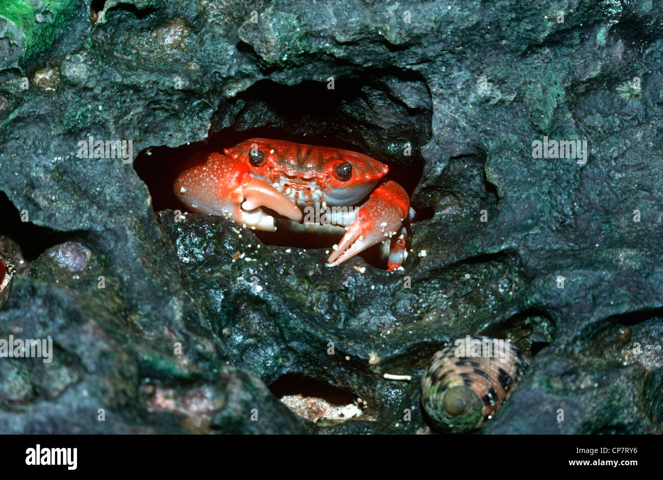Crab (Xanthidae) which lives in holes in coral cliffs Kenya Stock Photo ...