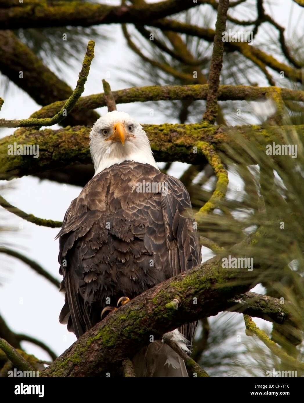A bald eagle perched in a tree looks directly at the camera Stock Photo ...