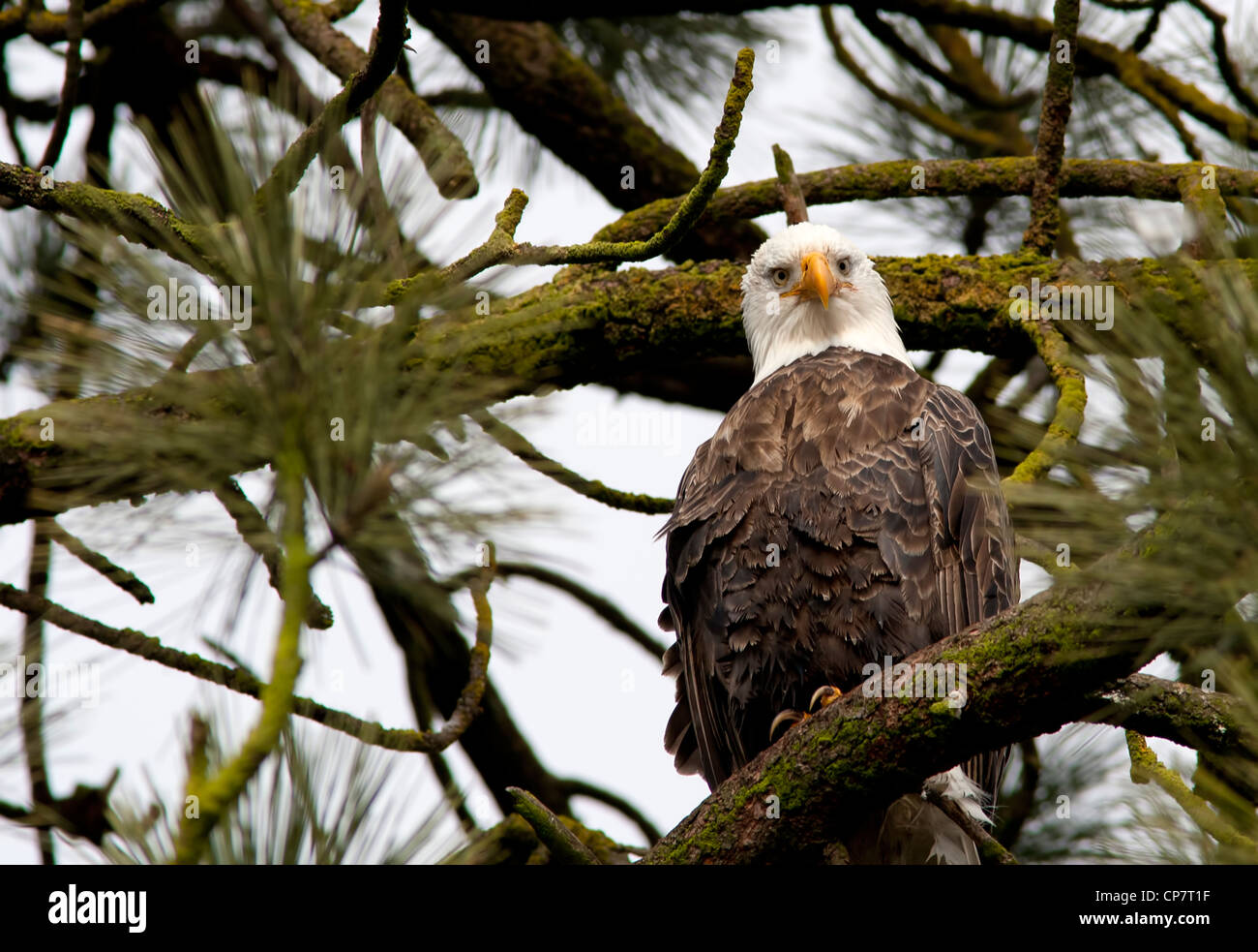 A bald eagle perched in a tree looks directly at the camera Stock Photo ...