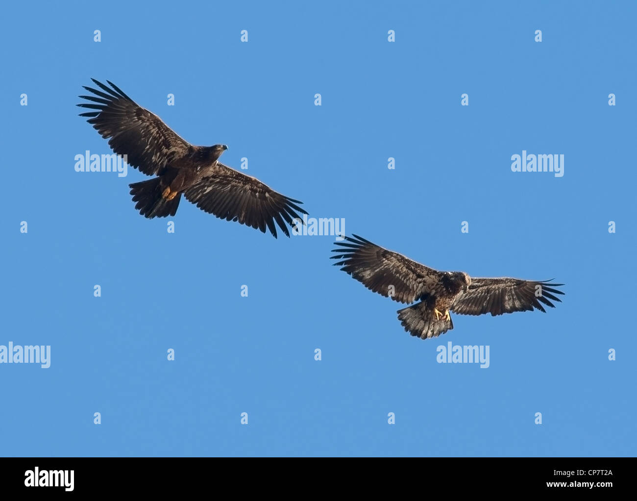 Two bald eagles in flight hi-res stock photography and images - Alamy