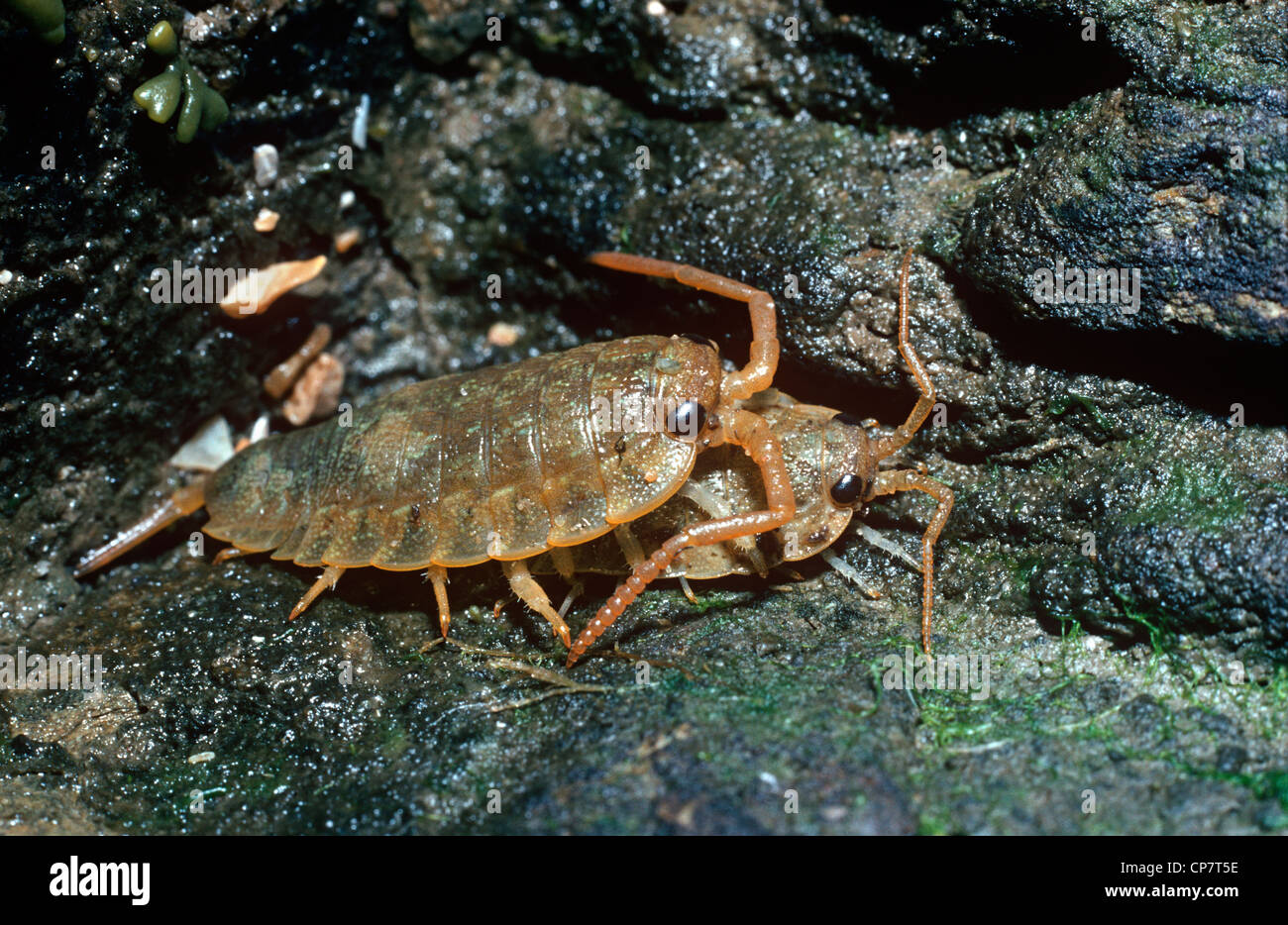 Ligiidae hi-res stock photography and images - Alamy
