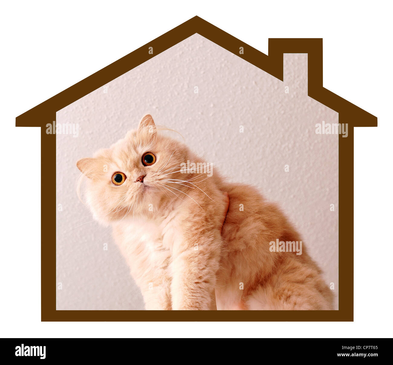 Cute pet at home Cut Out Stock Images & Pictures - Alamy