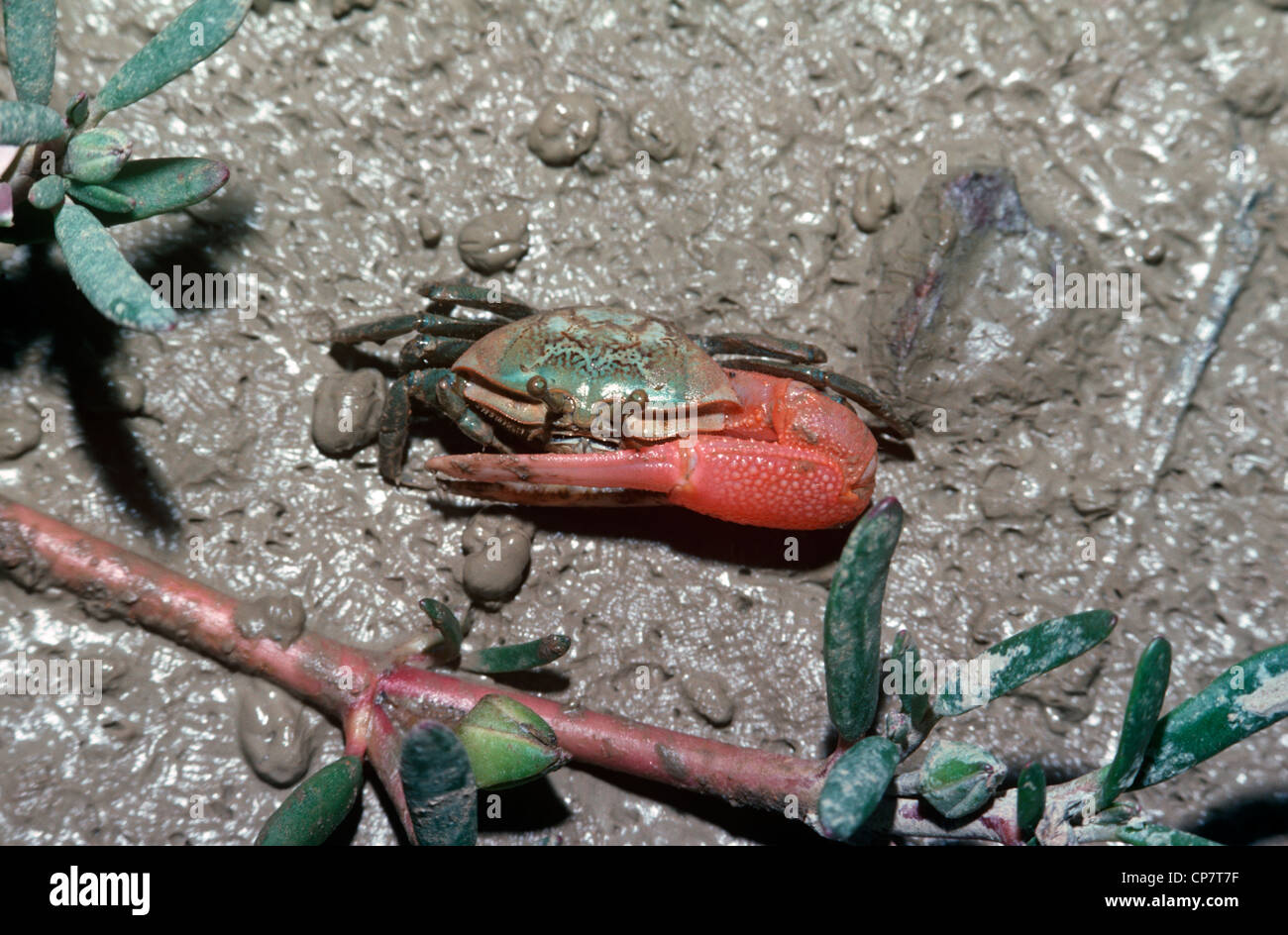Fiddler crab uca sp hi-res stock photography and images - Alamy