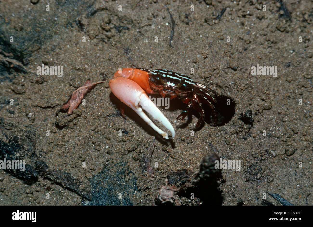 Fiddler crab (Uca sp.: Ocypodidae) by its burrow under mangroves Borneo ...