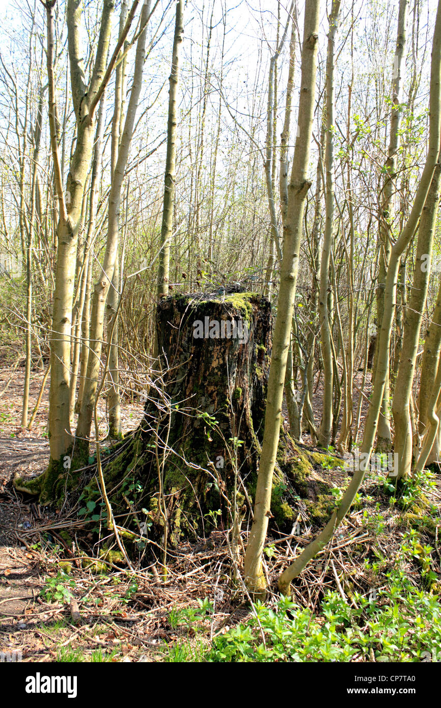 Pilgrims way hi-res stock photography and images - Alamy