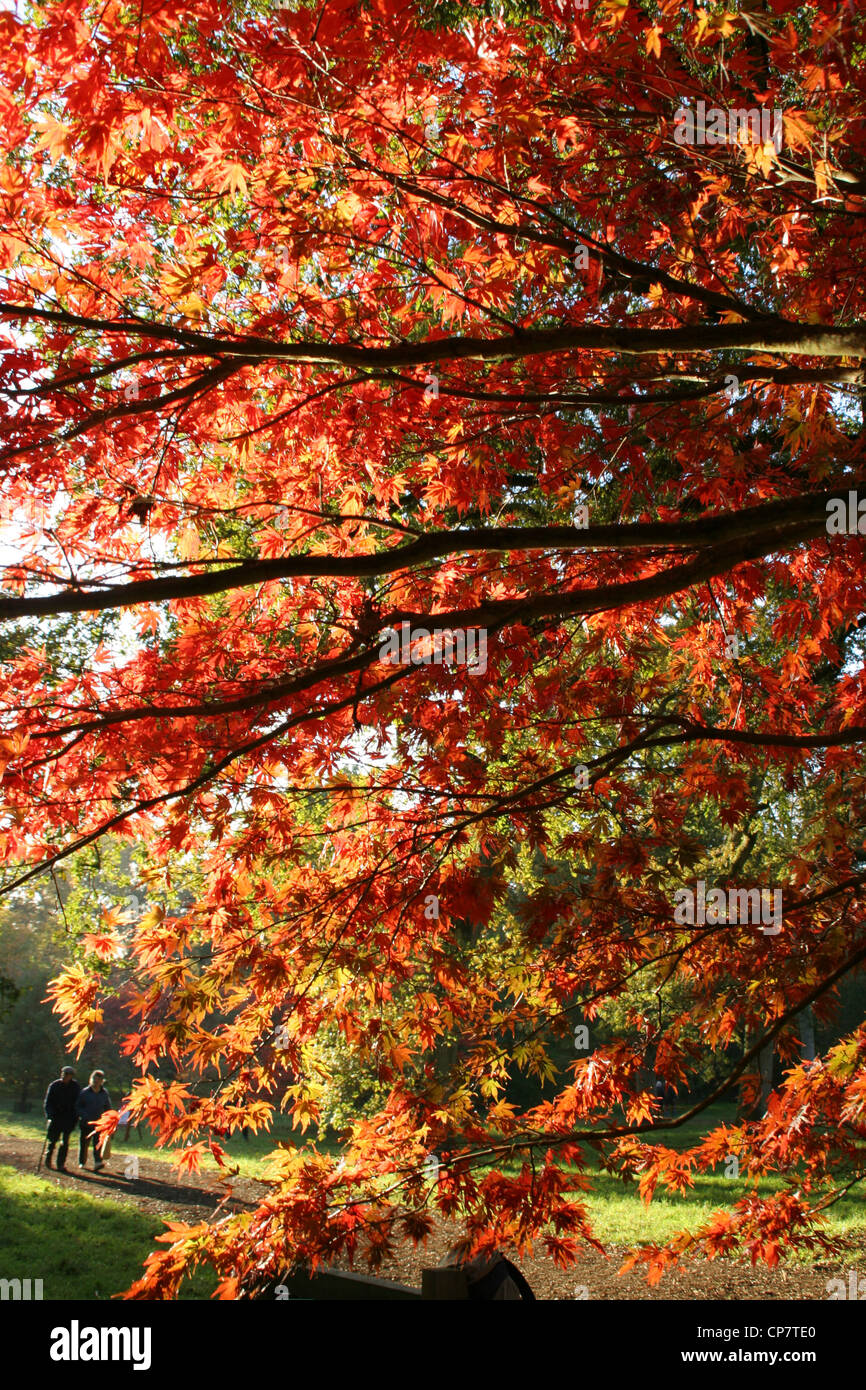 Westonbirt arboretum spring people hi-res stock photography and images ...