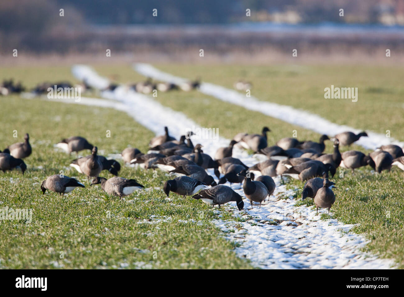 Russian, Dark-bellied Brent Geese (Branta b. bernicla). Feeding inland ...
