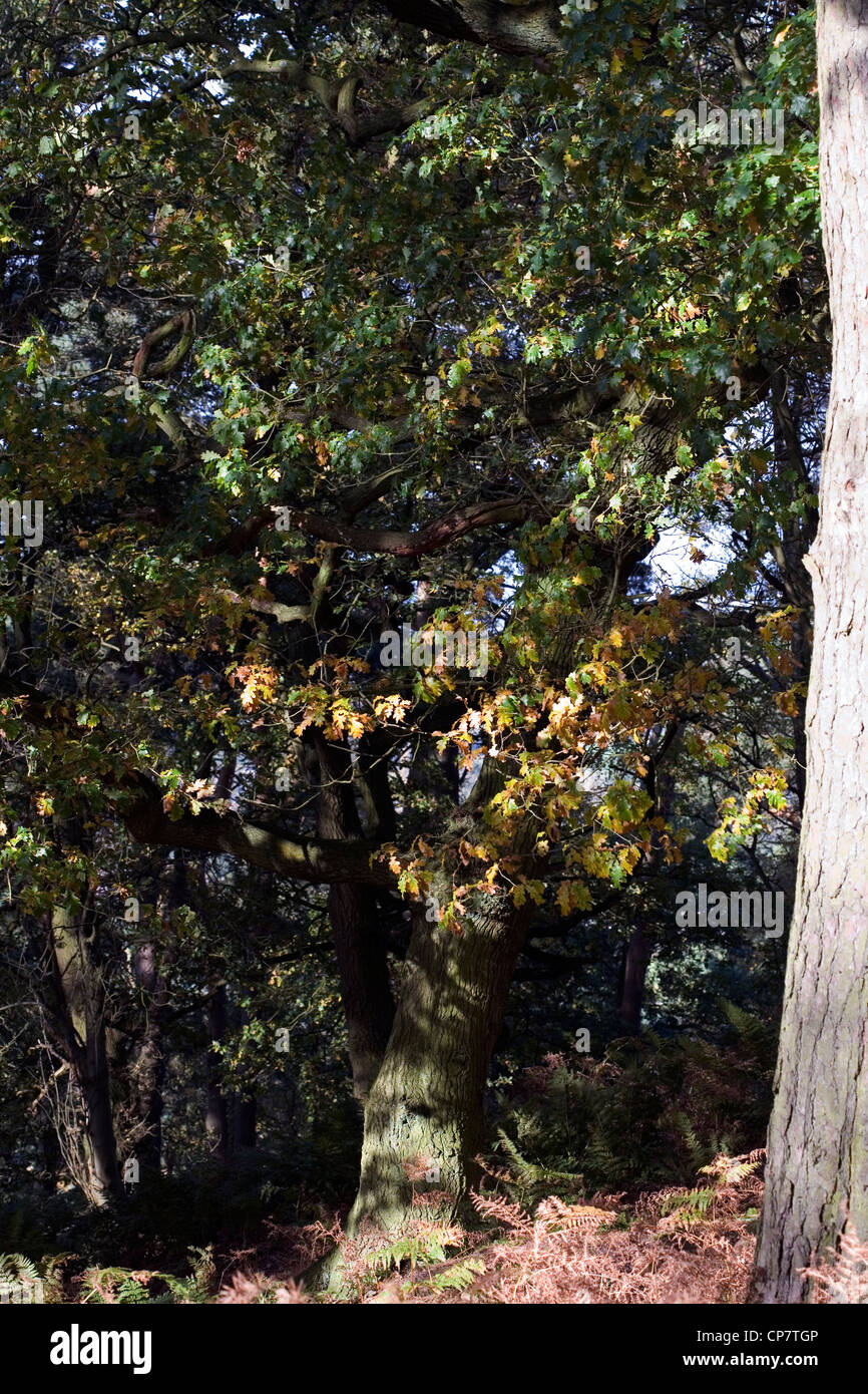 Oak trees Autumn The Fall Alderley Edge Cheshire England Stock Photo ...