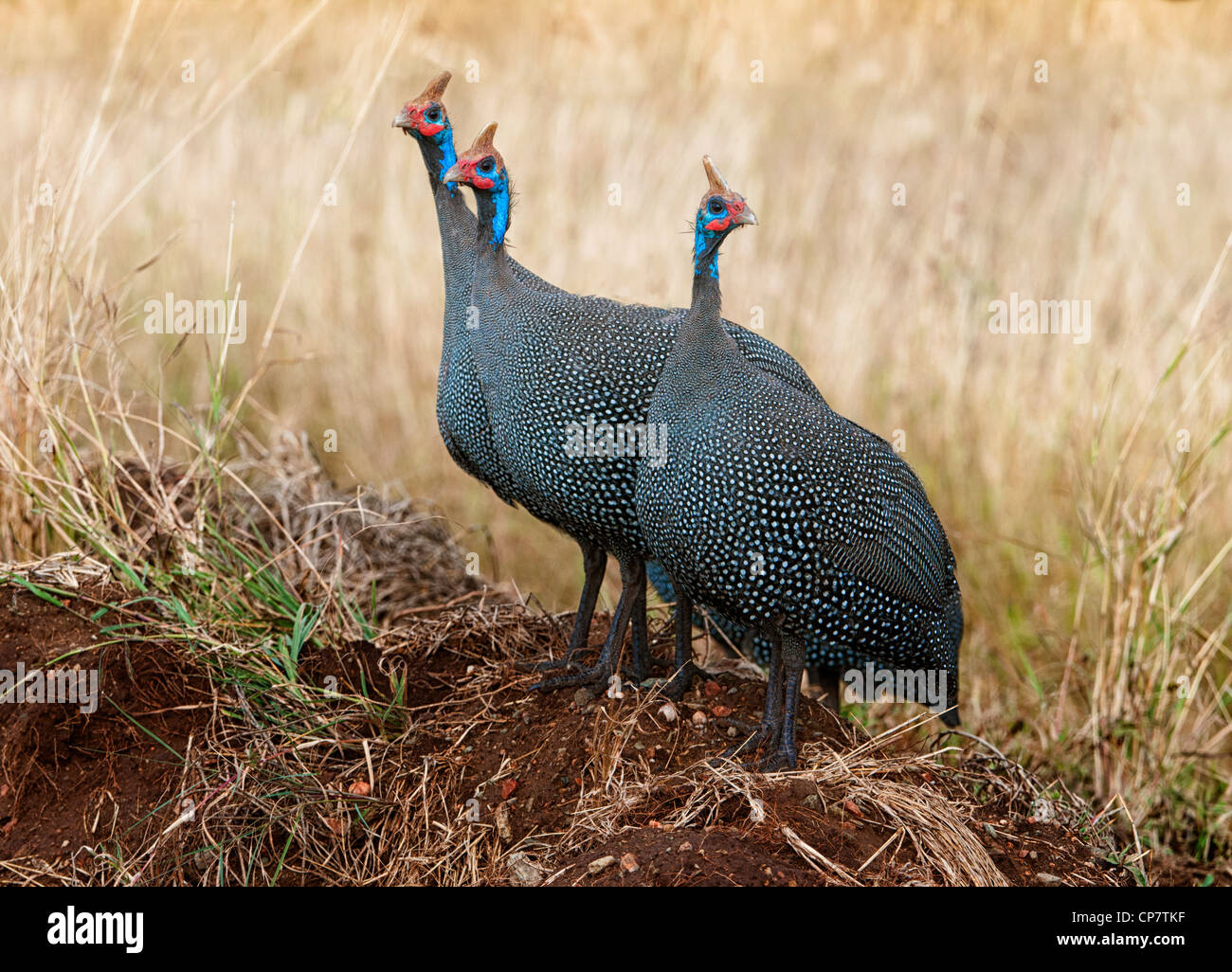 African Guinea Fowl