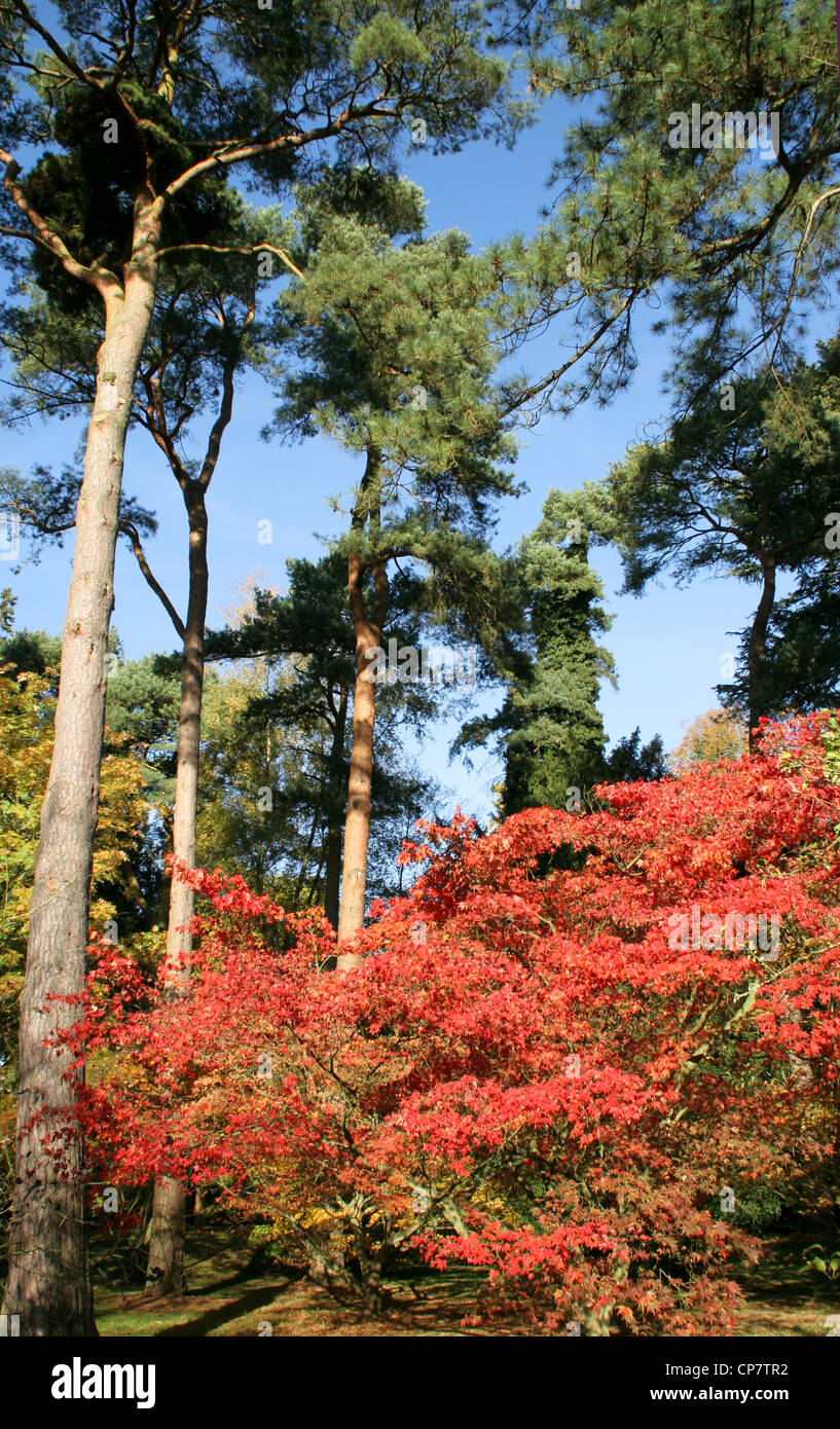 Spring colours pine trees hi-res stock photography and images - Alamy
