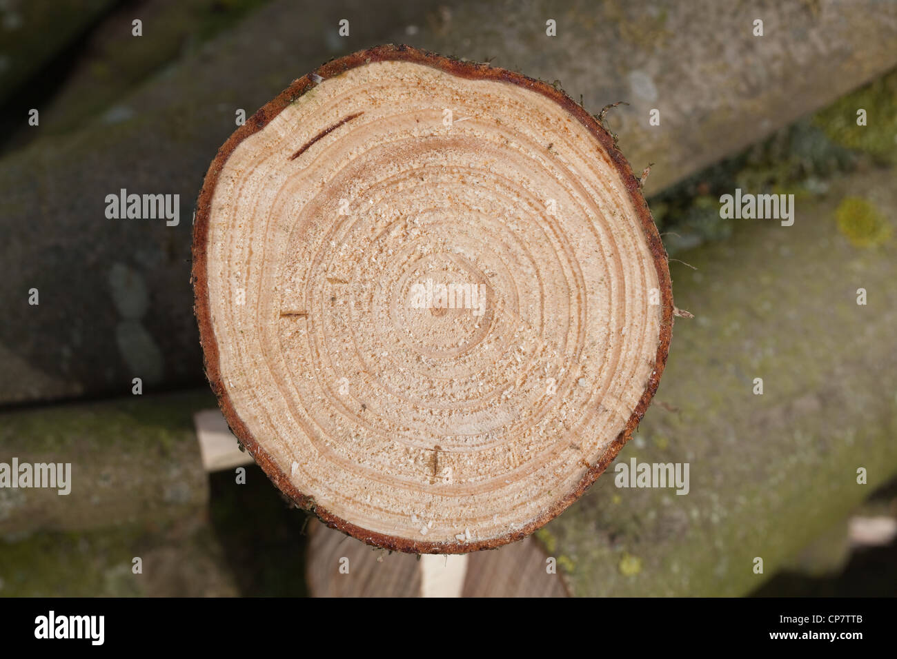 Norway Spruce (Picea abies). Cross section of recently sawn trunk ...