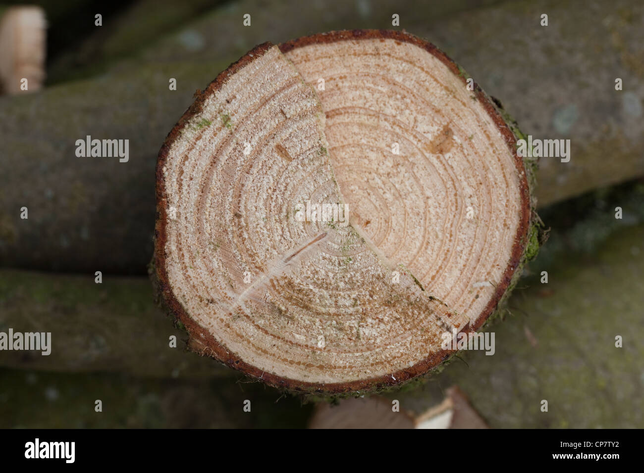 Norway Spruce (Picea abies). Cross section of recently sawn trunk ...
