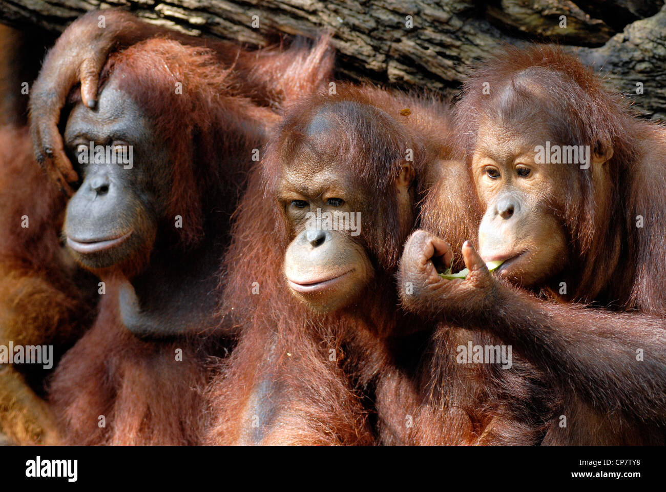 Orangutan food hi-res stock photography and images - Alamy
