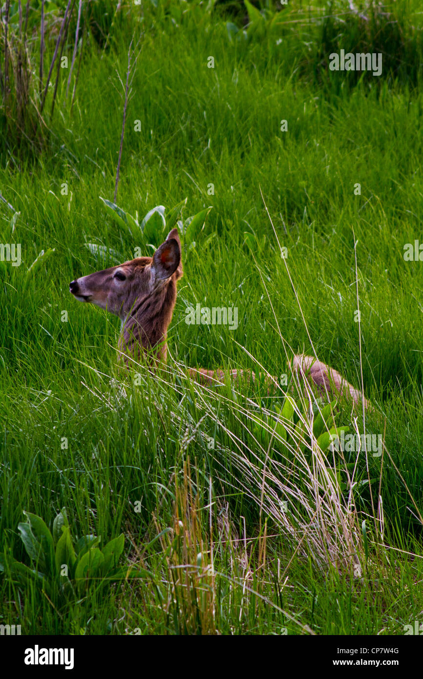 deer in grass Stock Photo - Alamy