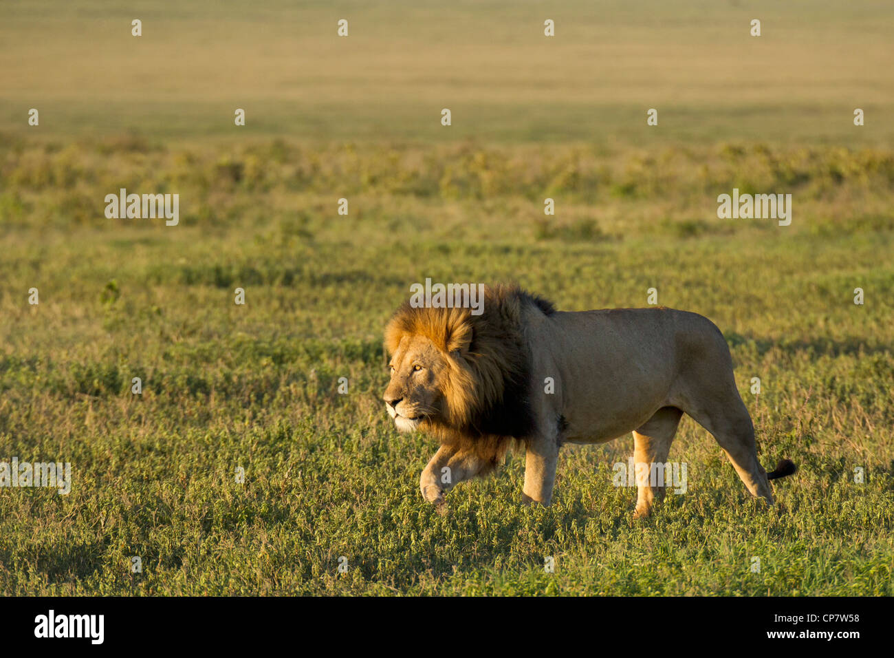 Male Lion in the Ngorongoro Crater, Tanzania Stock Photo - Alamy