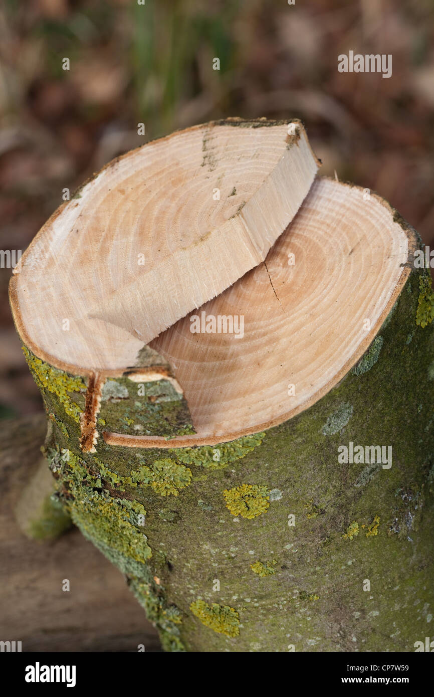 Ash Tree Cross Section