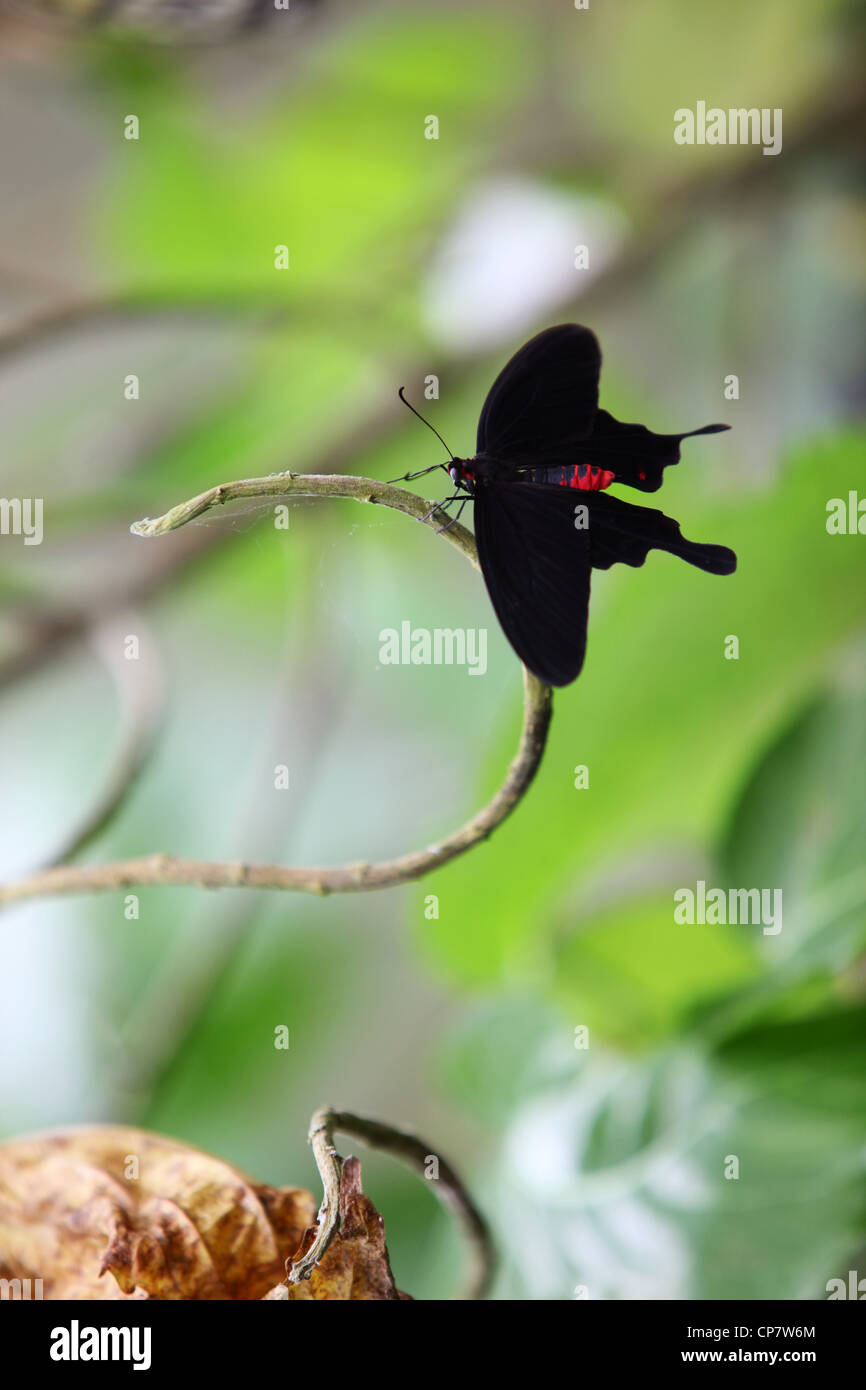 Body flying hi-res stock photography and images - Alamy