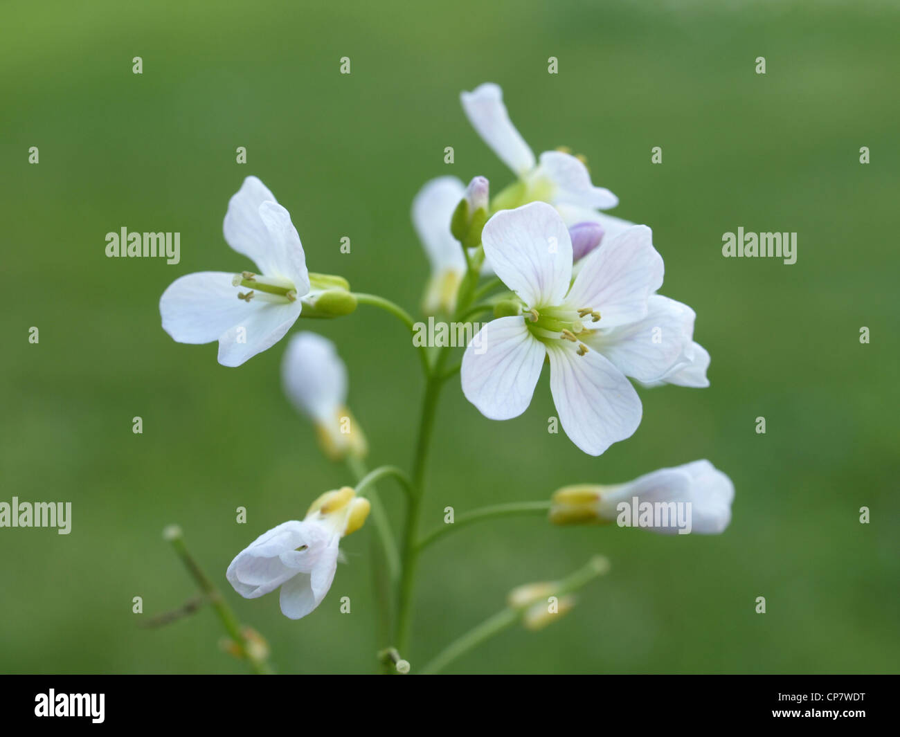 Rosids ii hi-res stock photography and images - Alamy