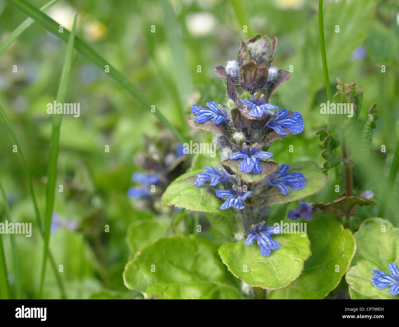 blue bugle / Ajuga reptans / Kriechender Günsel Stock Photo - Alamy