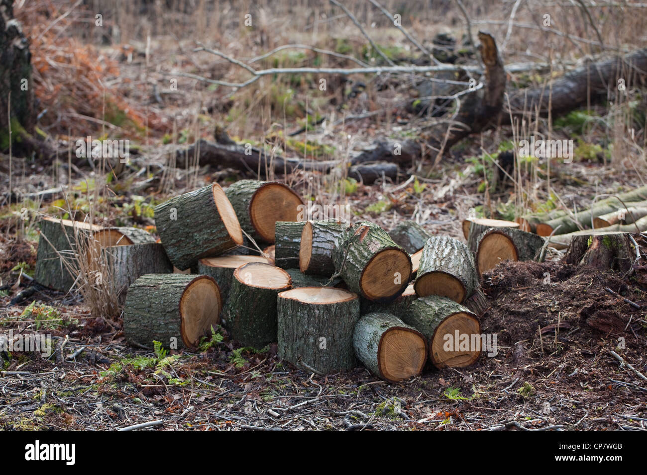 Oak (Quercus robur). Logs from recently felled tree Stock Photo - Alamy