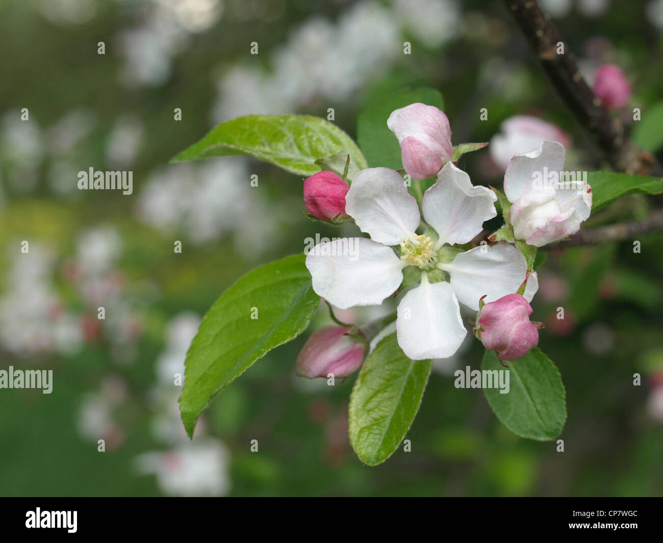 apple blossoms, blue sky / Apfelblüten, blauer Himmel Stock Photo - Alamy