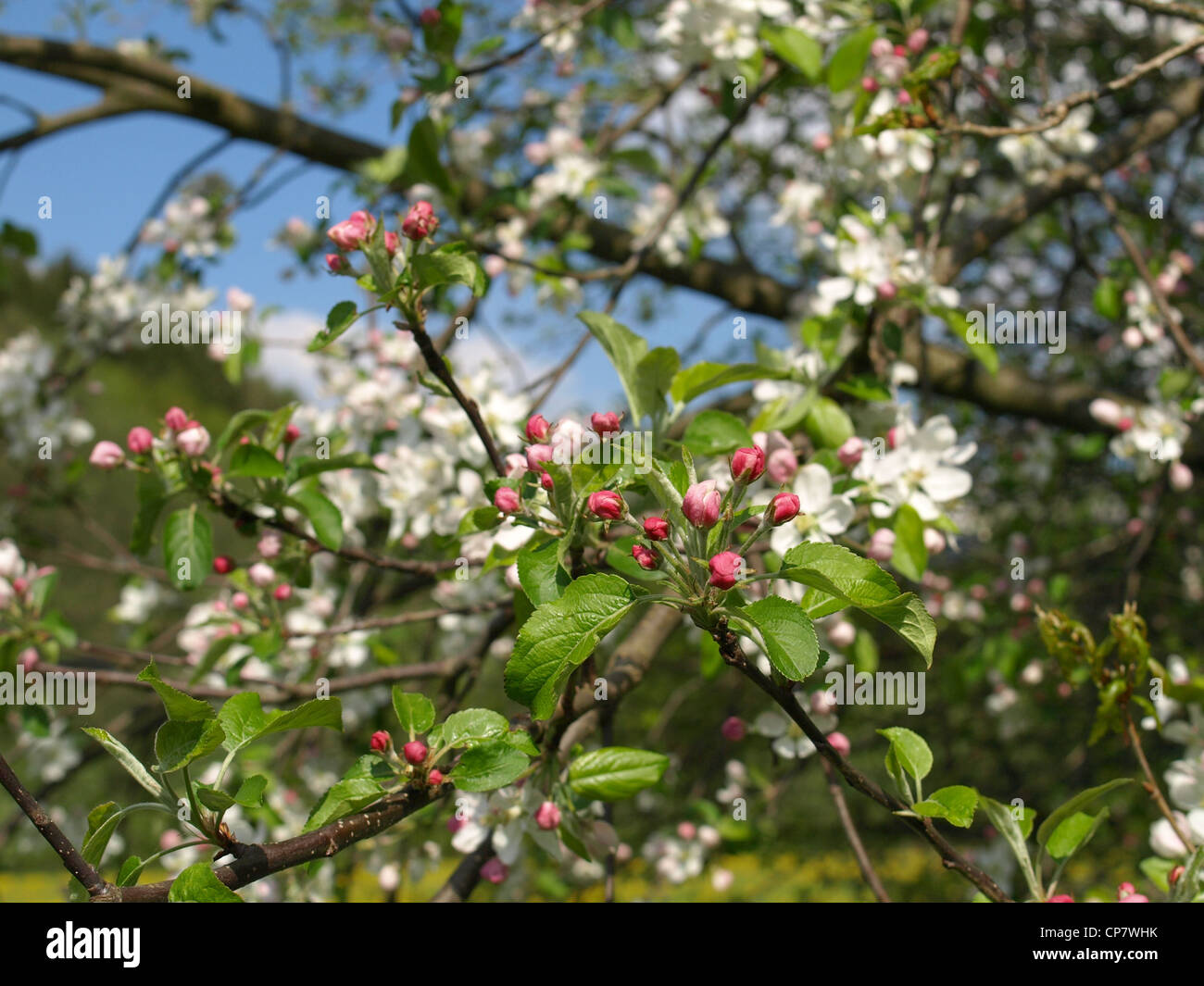 apple blossoms, blue sky / Apfelblüten, blauer Himmel Stock Photo - Alamy