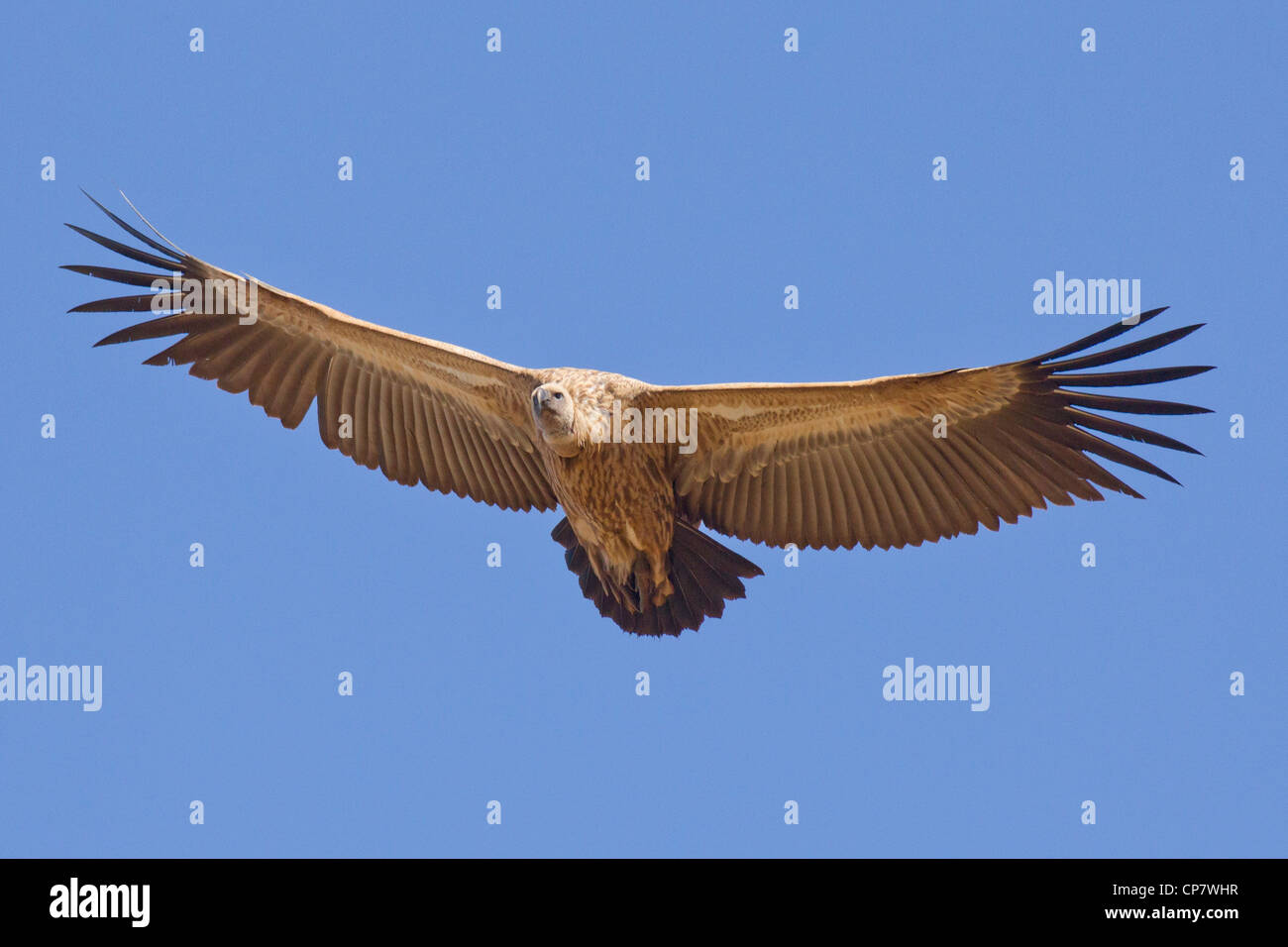 White backed Vulture (Gyps africanus) in flight in South Africa Stock ...