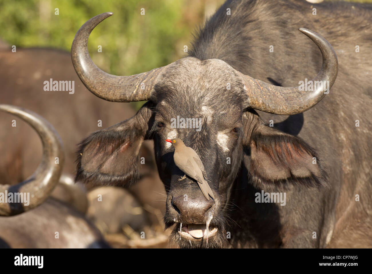 female Cape Buffalo, (Syncerus caffer) with red billed ox pecker bird ...