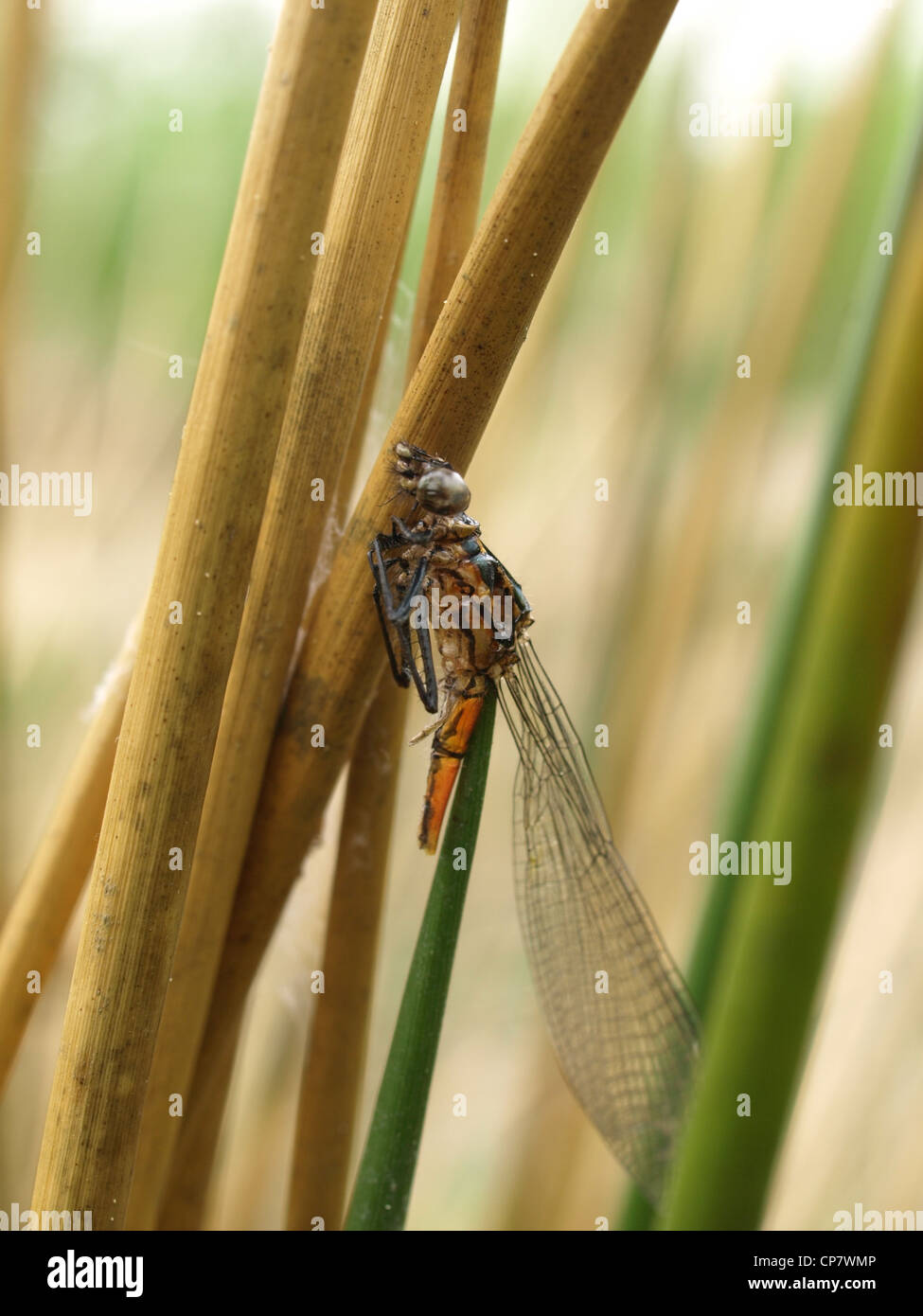 exuviae from a dragonfly / Exuvie einer Libelle Stock Photo - Alamy